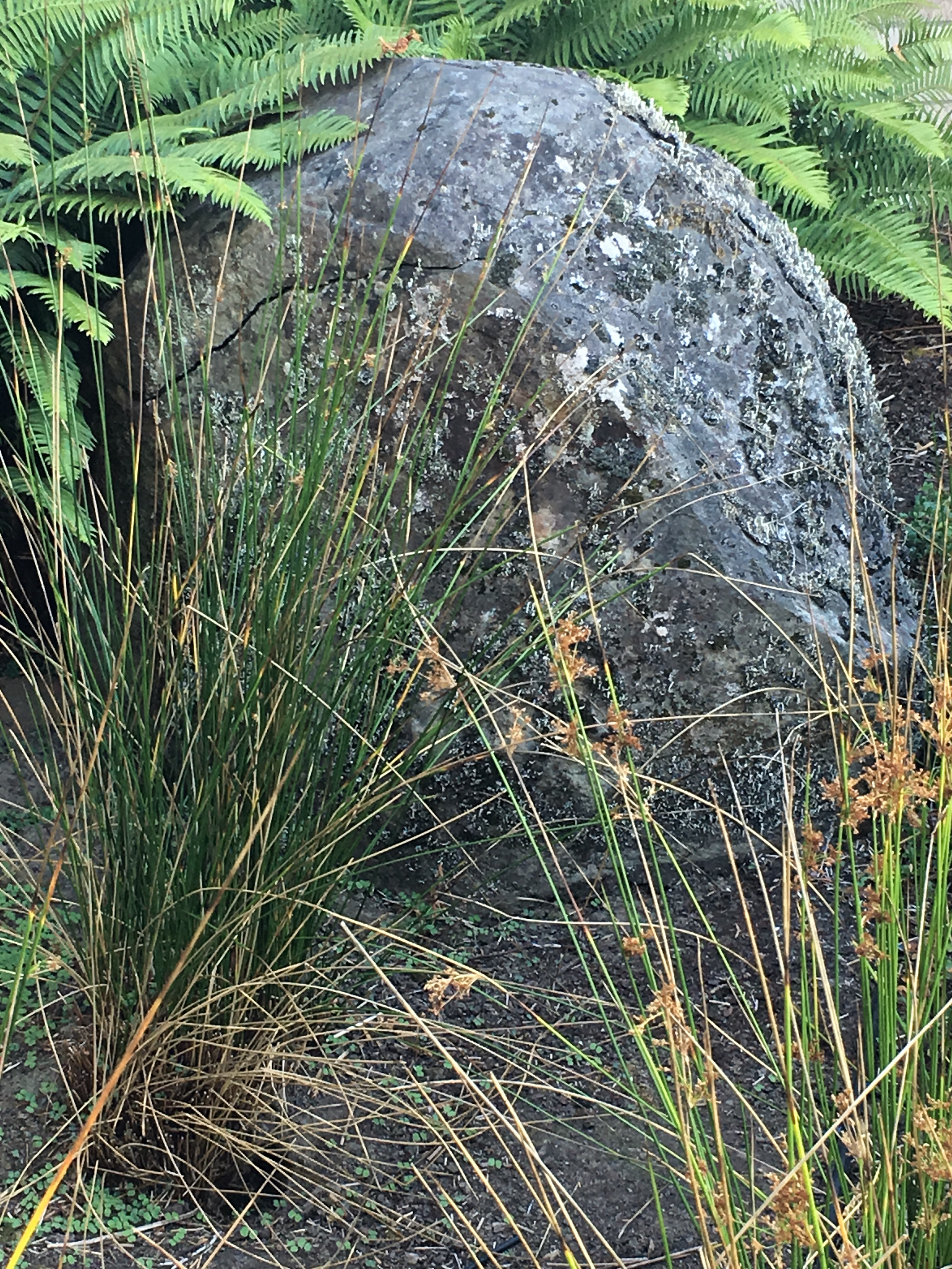 Touch a Rock – caminowalk2016